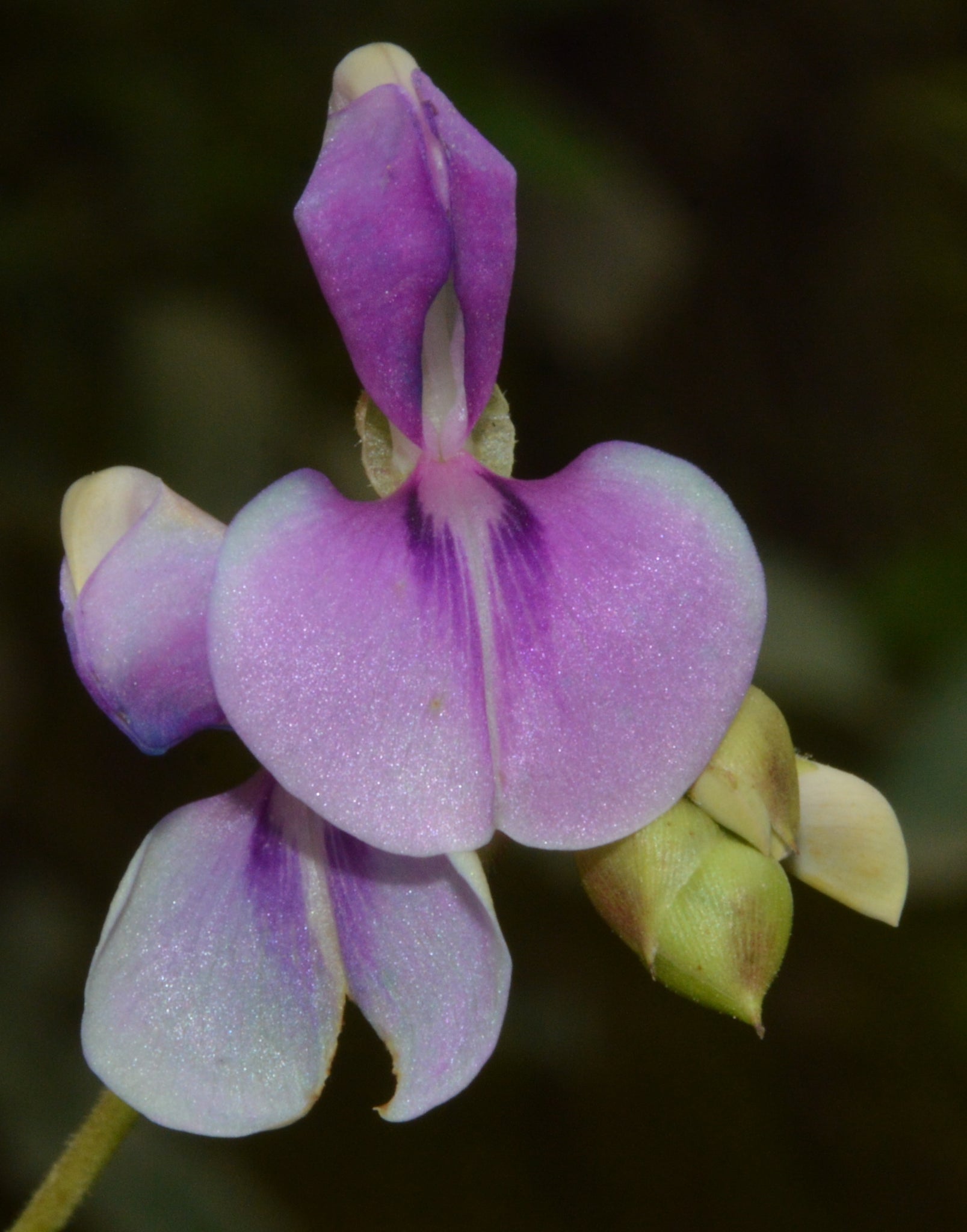 Codariocalyx Motorius 20 Seeds, Telegraph Dancing Plant, Desmodium gyr ...