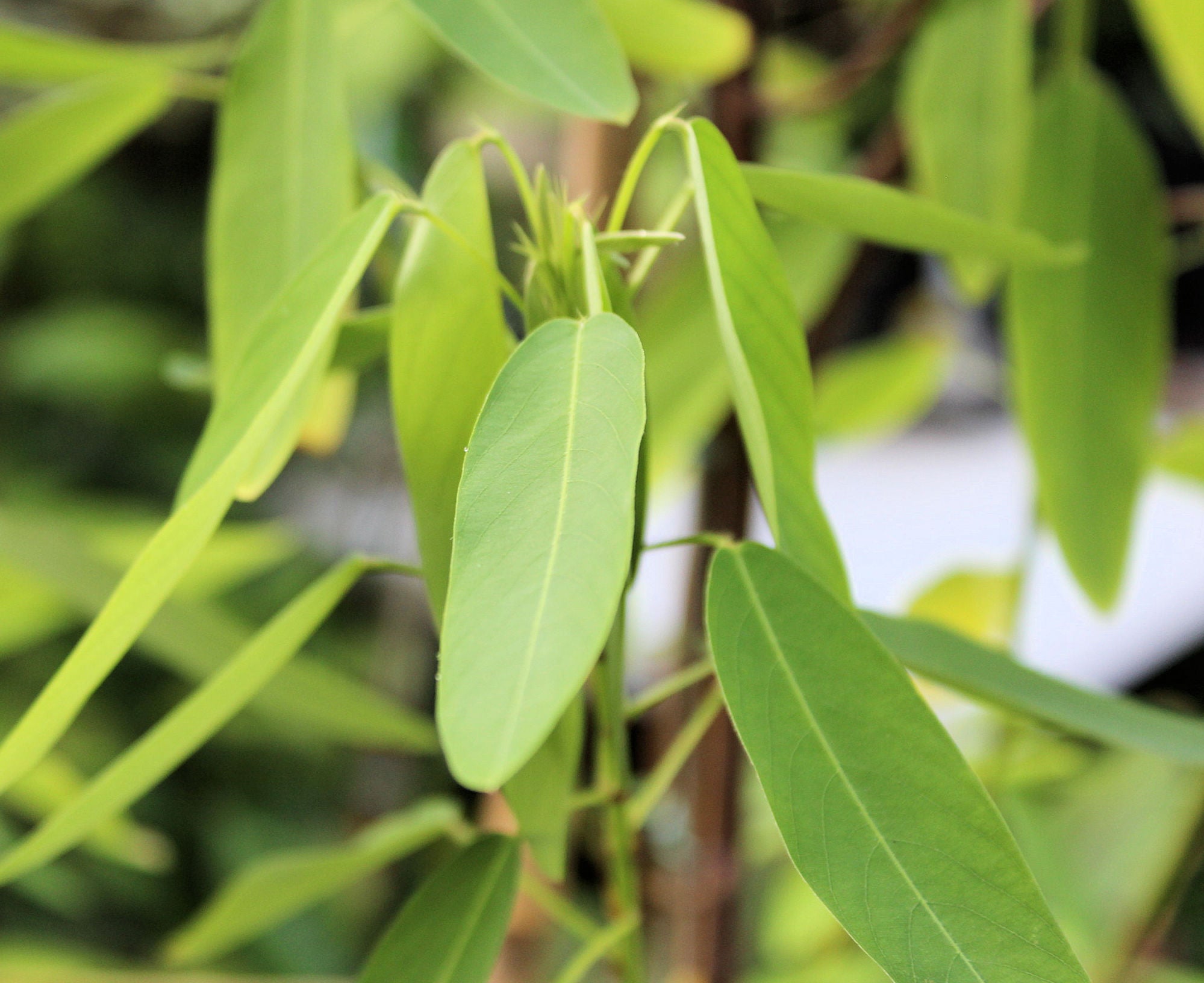 Codariocalyx Motorius 20 Seeds, Telegraph Dancing Plant, Desmodium gyr ...