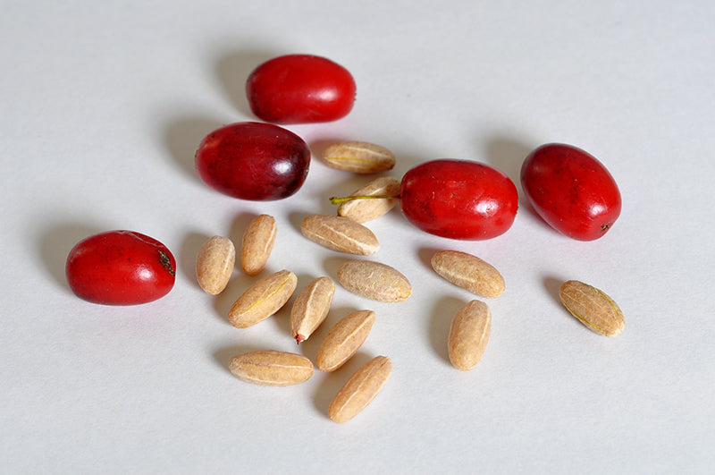 Cornus Officinalis 15 Seeds, Dogwood Cornelian Cherry Shrub Tree, Hard ...