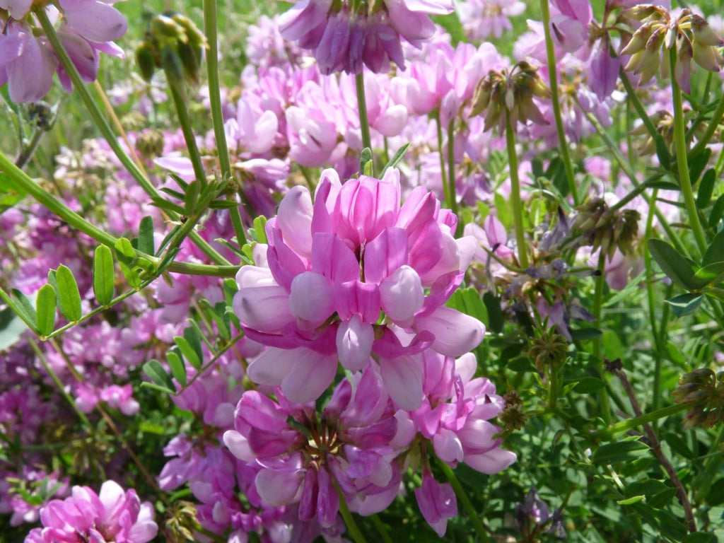 Crown Vetch Ground Cover