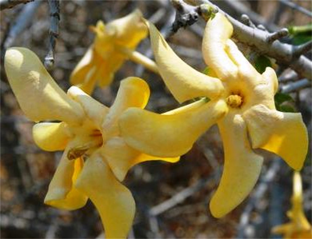 Gardenia Volkensii ssp Spathulifolia 6 Seeds, Fragrant Shrub Or Small ...