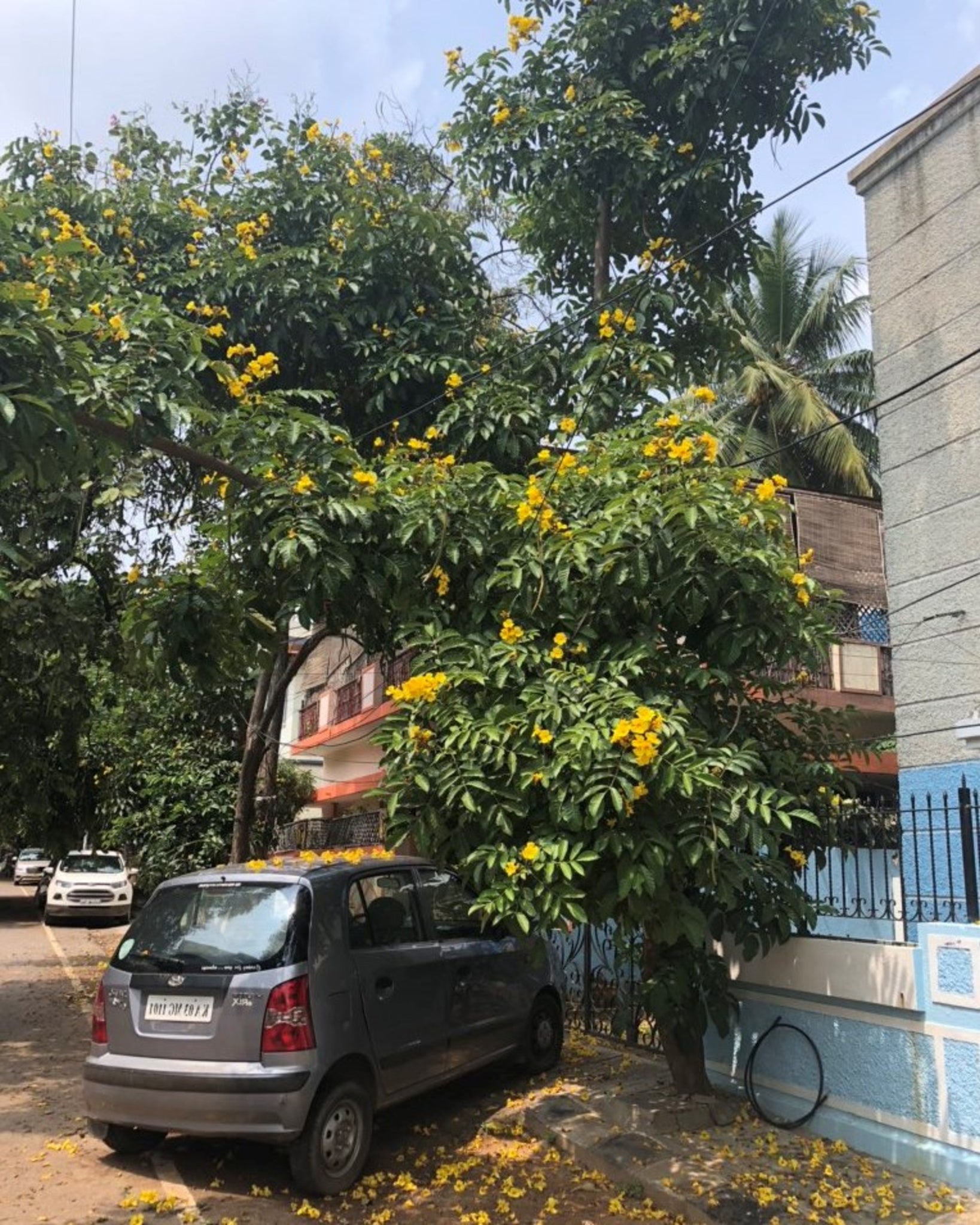 Markhamia Lutea 20/100/500 Seeds, Nile Tulip Trumpet or Siala Shrub or ...