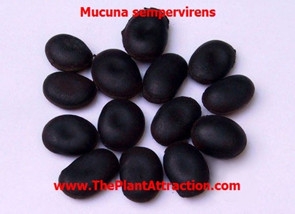 Mucuna Sempervirens Rare Vine Seed, Ornamental Creeper Sea Bean Tropic | The Plant Attraction
