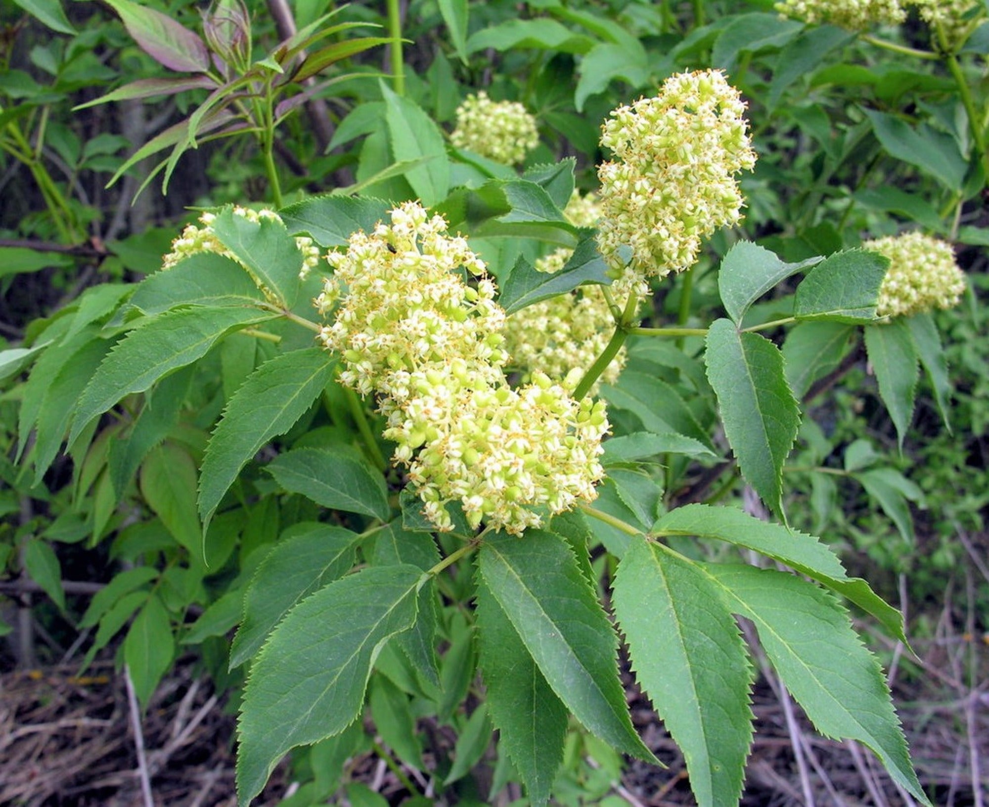 Sambucus Racemosa 50 Seeds Red Elder Elderberry Cold Hardy Shrub Bush ...