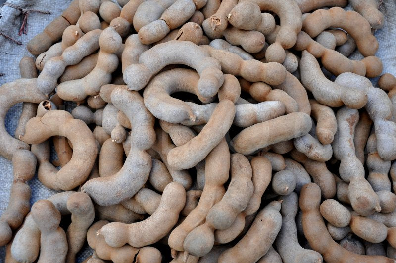 Tamarindus Indica 10/100 Seeds, Tamarind Fruit Ornamental Tree, Edible ...